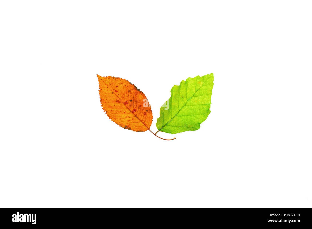 Autumn landscape golden leaves Cut Out Stock Images & Pictures - Alamy