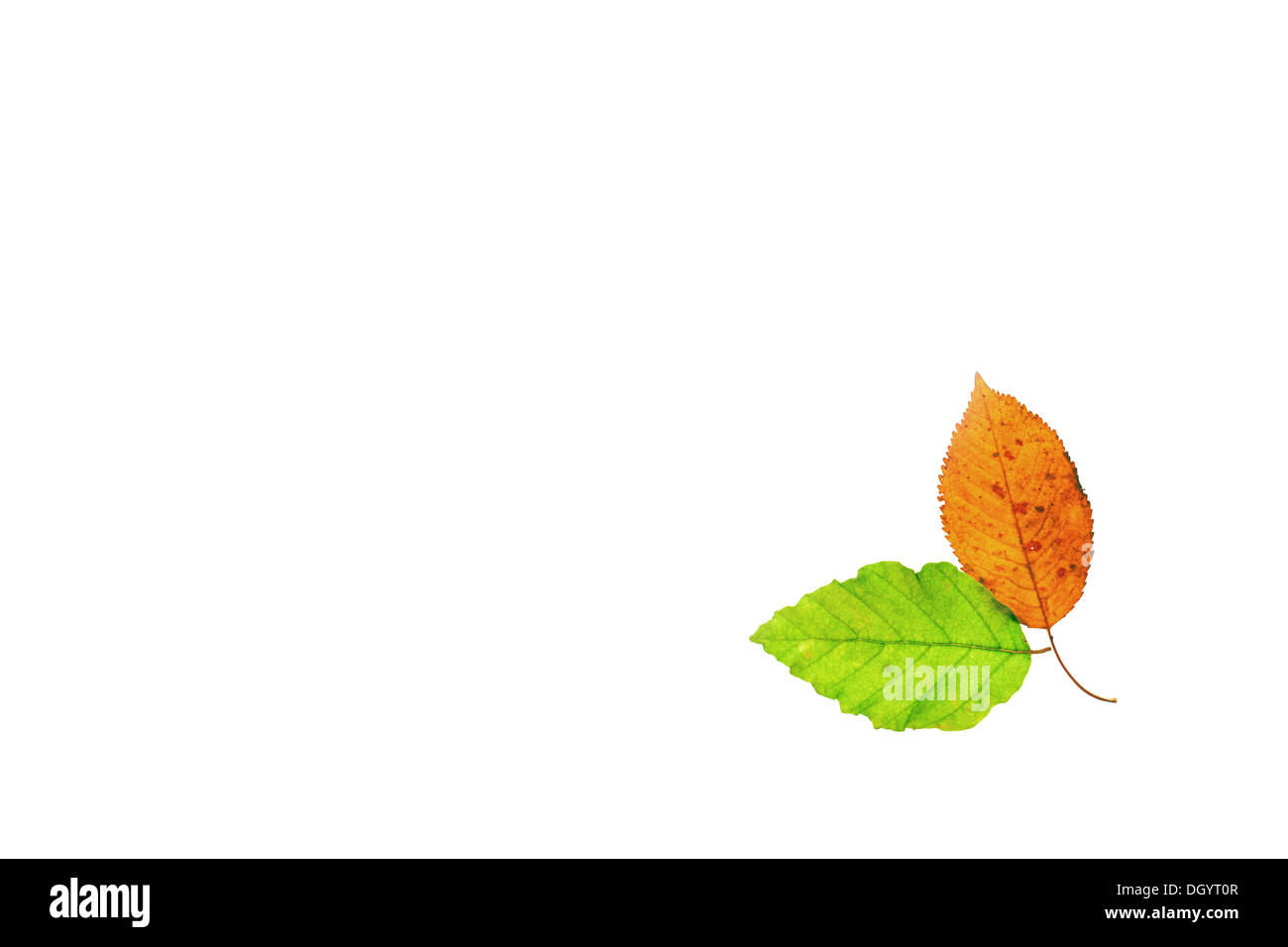 Picture colorful fall foliage Cut Out Stock Images & Pictures - Alamy