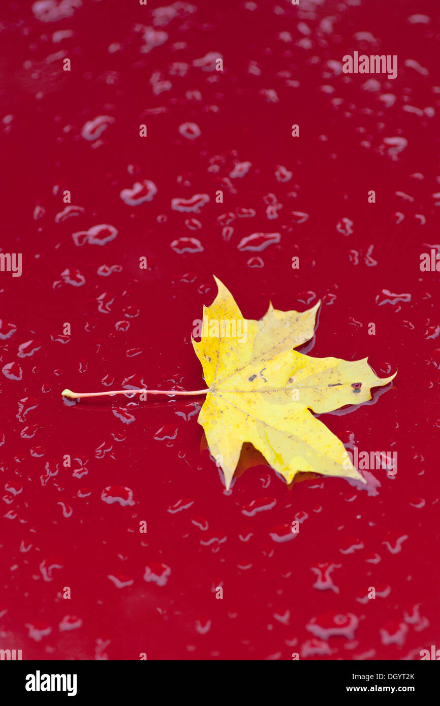 part of red car with maple autumn leaf Stock Photo - Alamy
