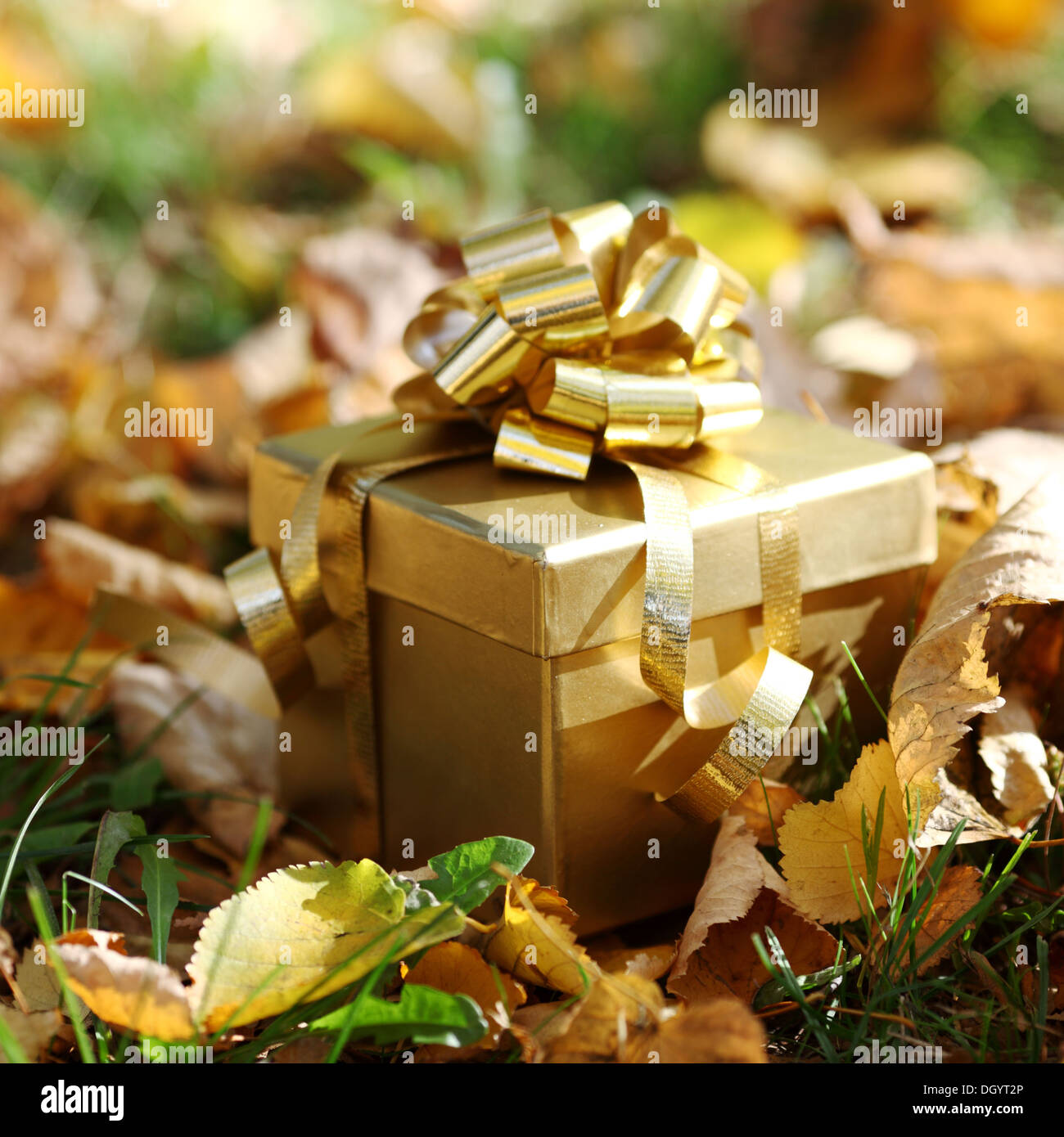 Gift of the forest hi-res stock photography and images - Alamy