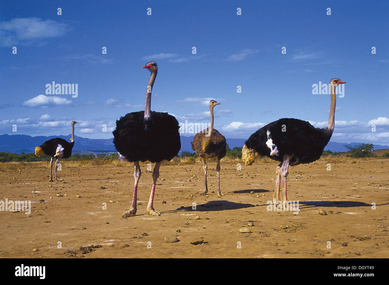 Ostriches ostrich farm near hi-res stock photography and images - Alamy