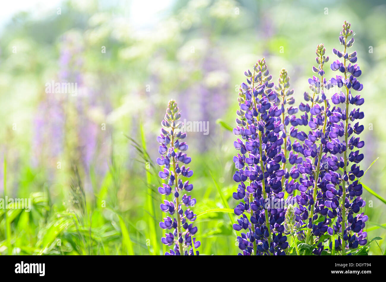 Flowers lupin in the field closeup Stock Photo - Alamy