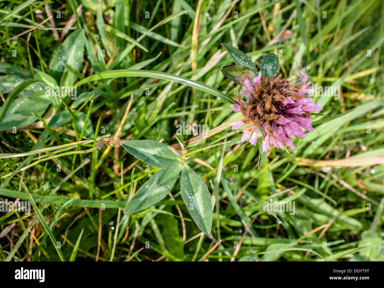 Purple clover flower hi-res stock photography and images - Alamy