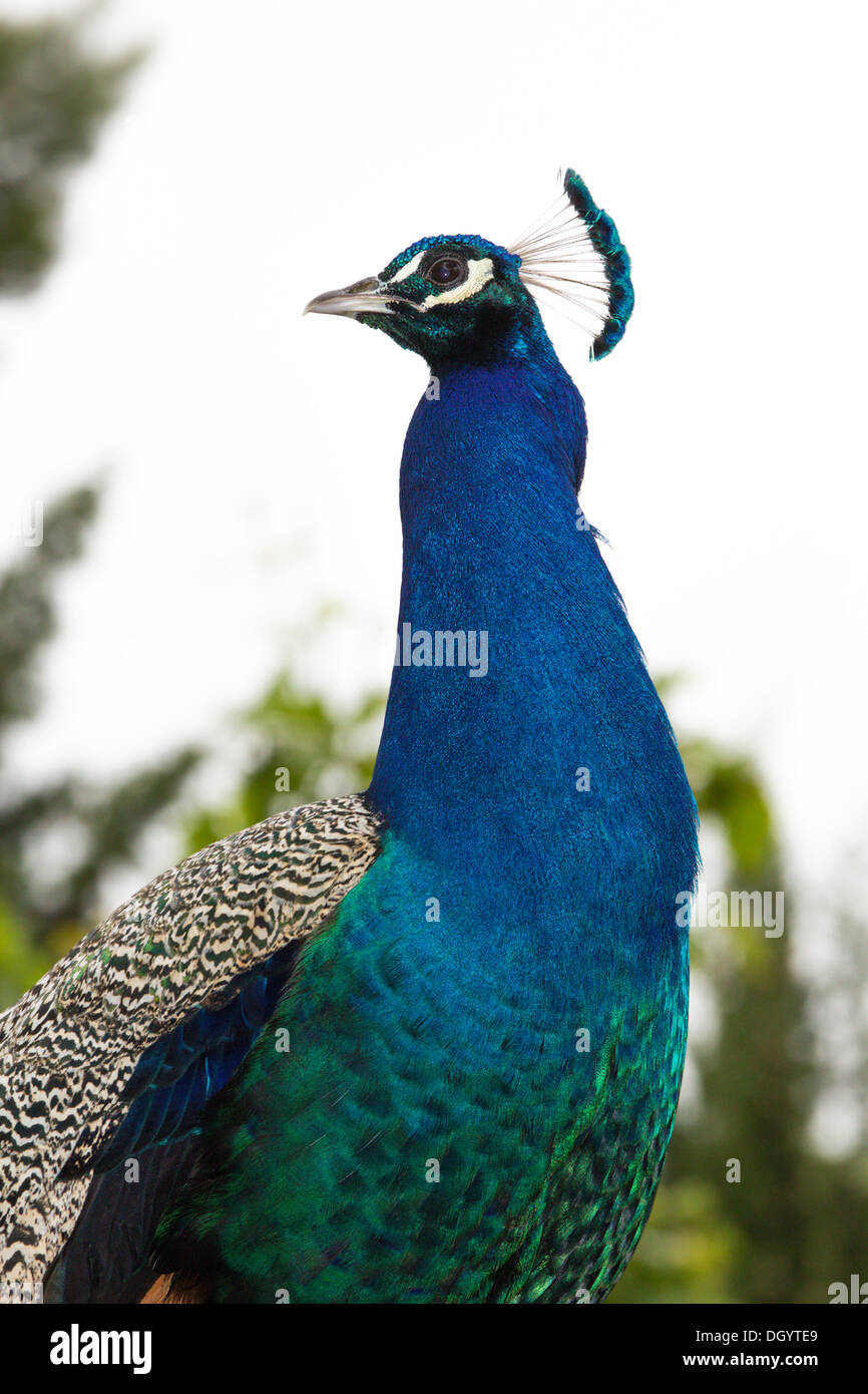 Peacock portrait hi-res stock photography and images - Alamy