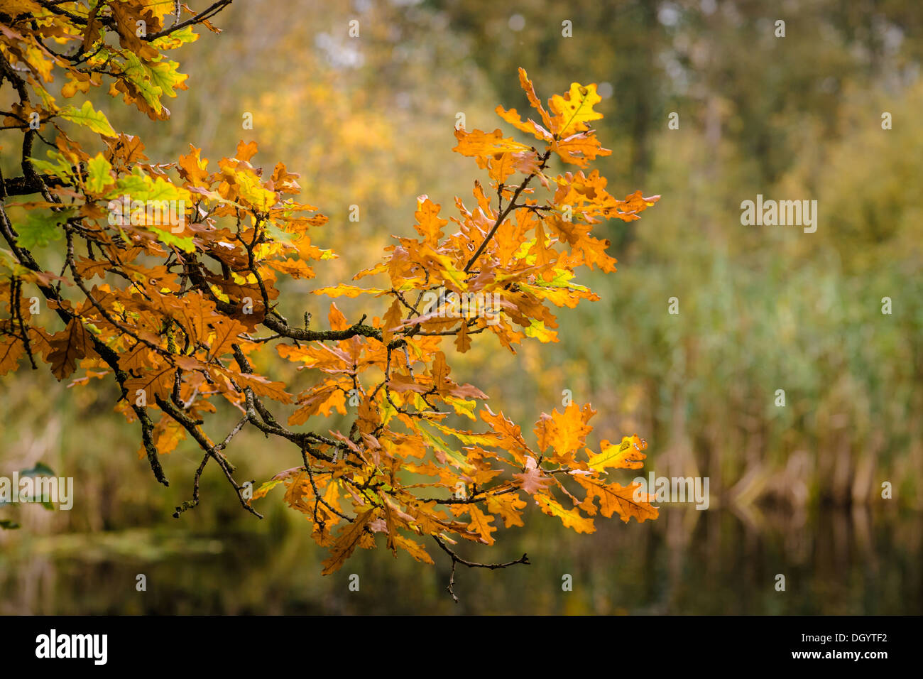Maple leaf hanging from tree hi-res stock photography and images - Alamy