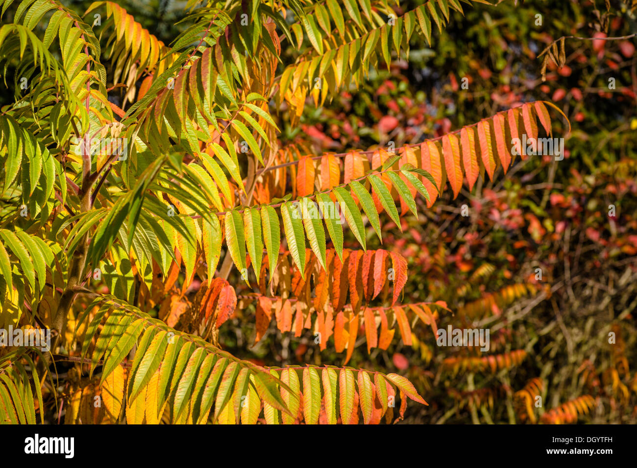 Maple leaf hanging from tree hi-res stock photography and images - Alamy