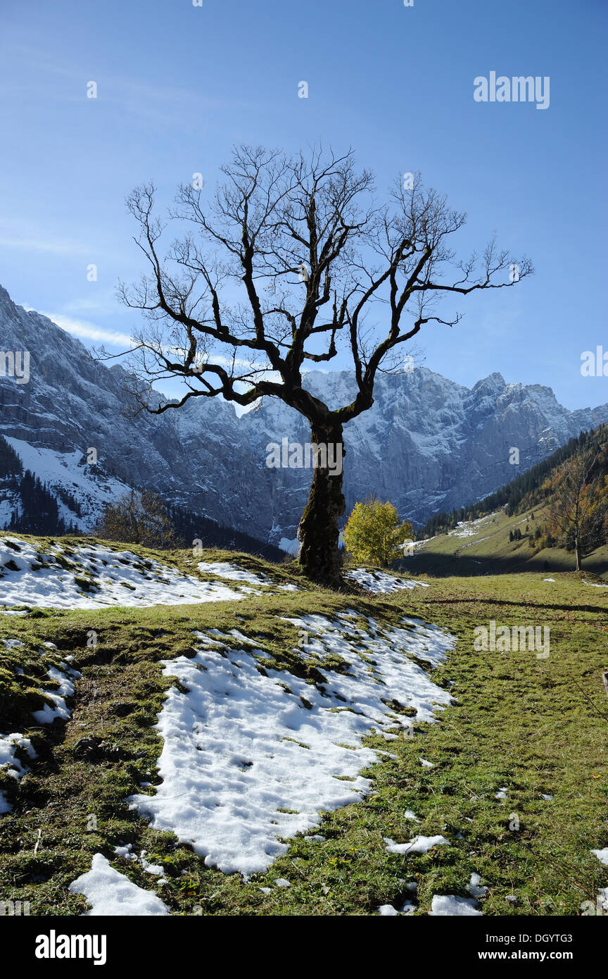 old maple tree without leaves in autumnal mountain landscape - big ...