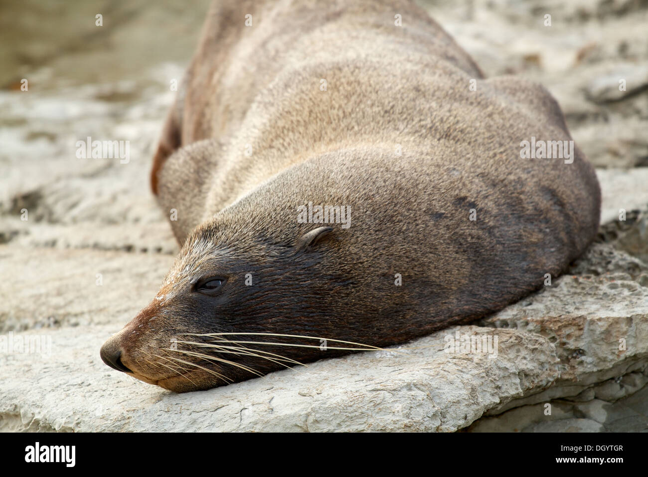Seal detail in New Zealand Stock Photo - Alamy