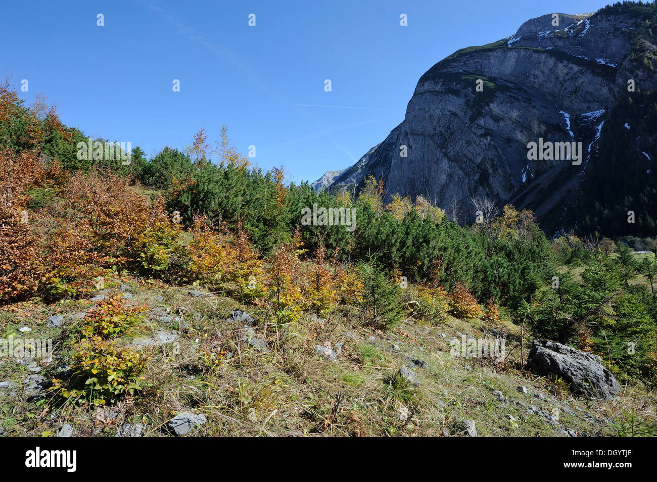 small trees in autumnal mountain landscape - Karwendel, Hinterriss, Eng ...