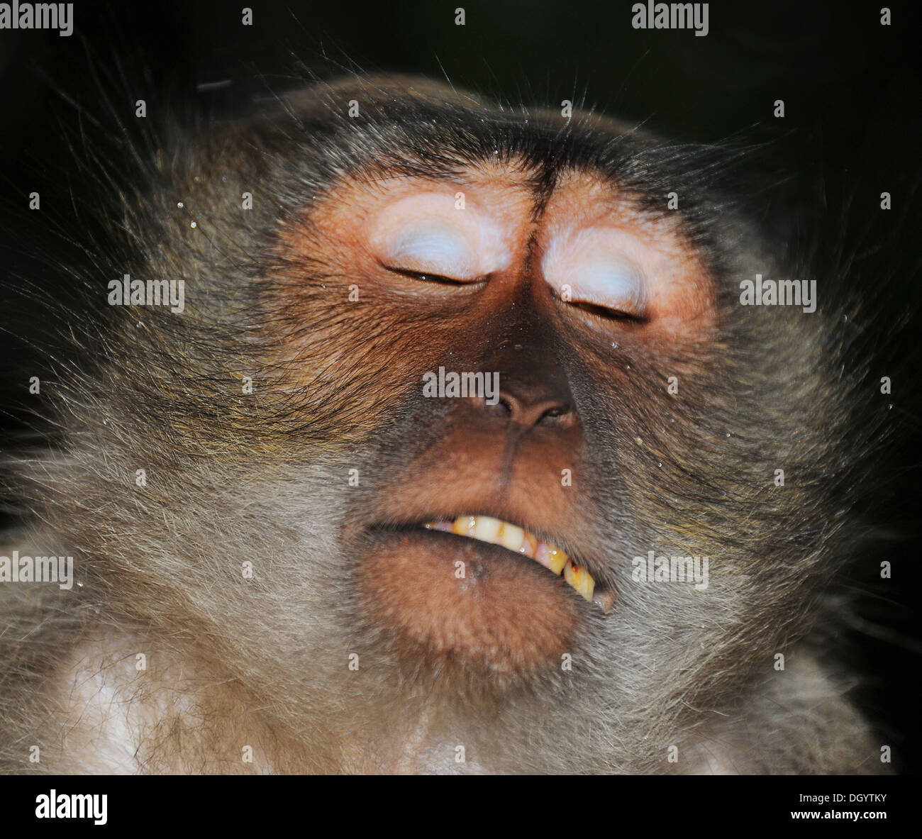 Little monkey with big monkey hi-res stock photography and images - Alamy