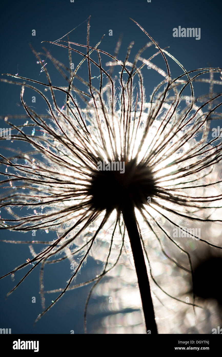Illuminated silhouette of a crocus flower seed head against a blue sky ...