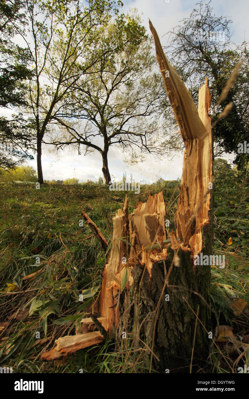 High winds tree fallen october hi-res stock photography and images - Alamy