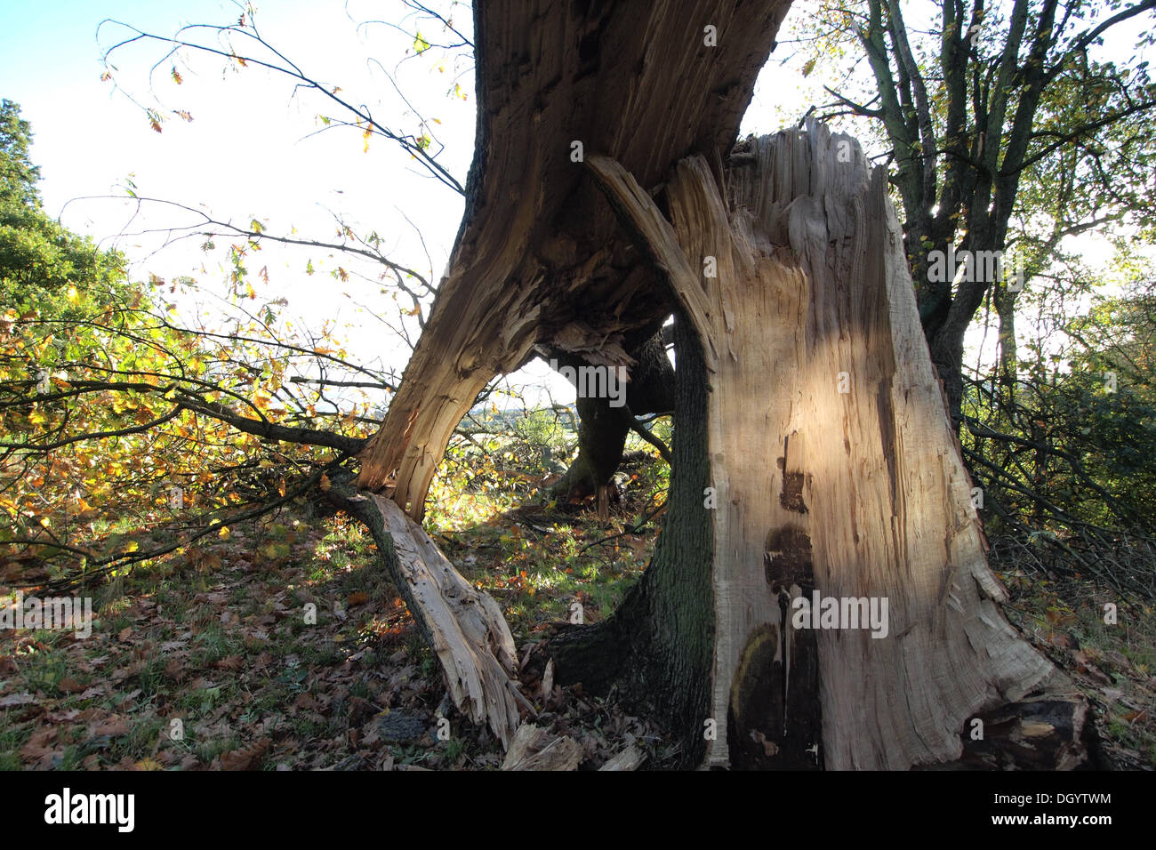 Broken uprooted fallen trees from storm damage gales and high winds in ...