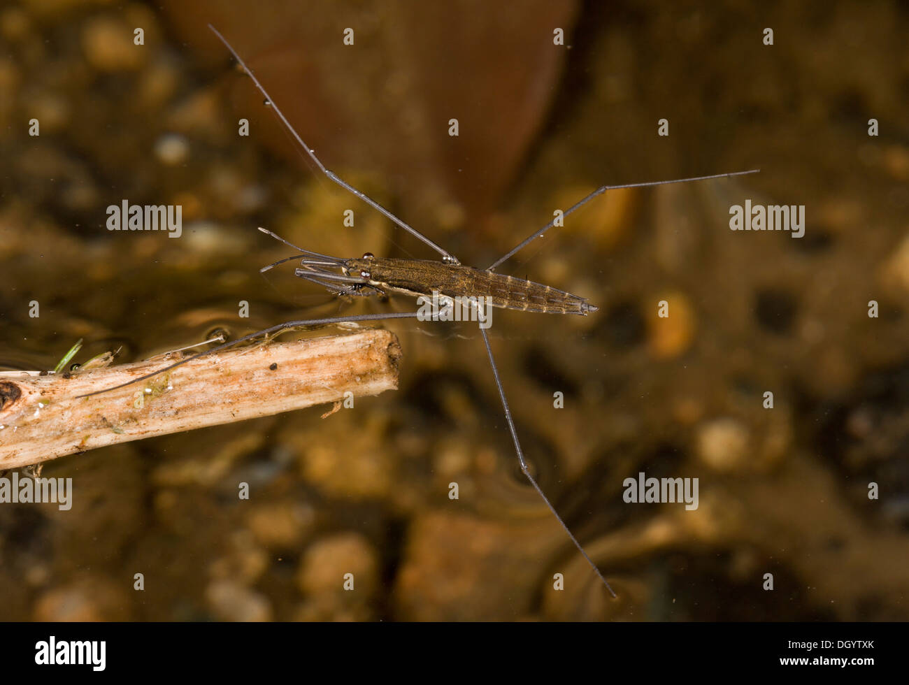 River Skater, Aquarias najas, Gerris najas on the river Dart, Dartmoor ...