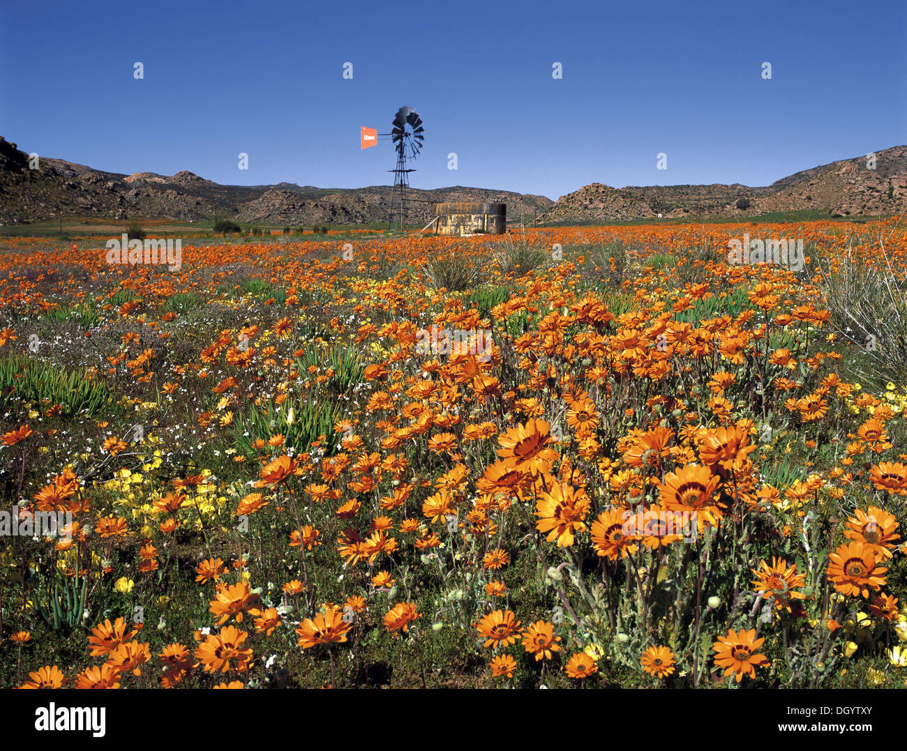 Namaqualand, South Africa Stock Photo - Alamy