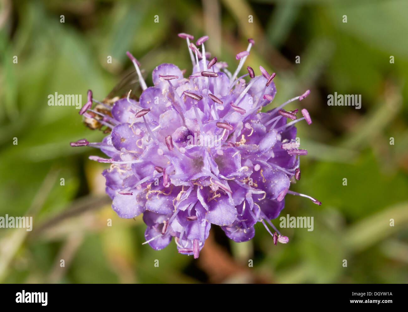 Devil's-bit Scabious, Succisa pratensis close-up of flower cluster ...