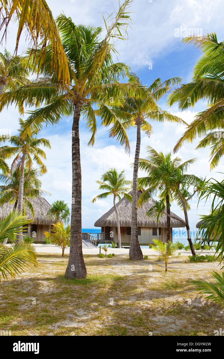 seacoast with palm trees and small houses Stock Photo - Alamy