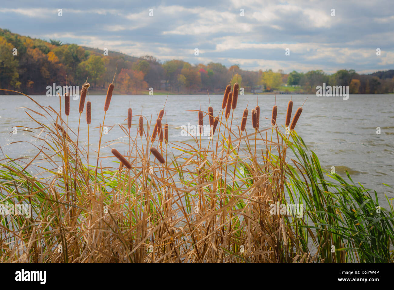 Cat of nine tails hi-res stock photography and images - Alamy