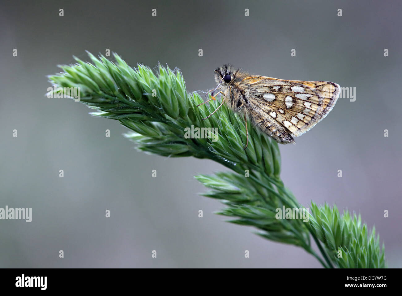 Chequered skipper butterflies hi-res stock photography and images - Alamy