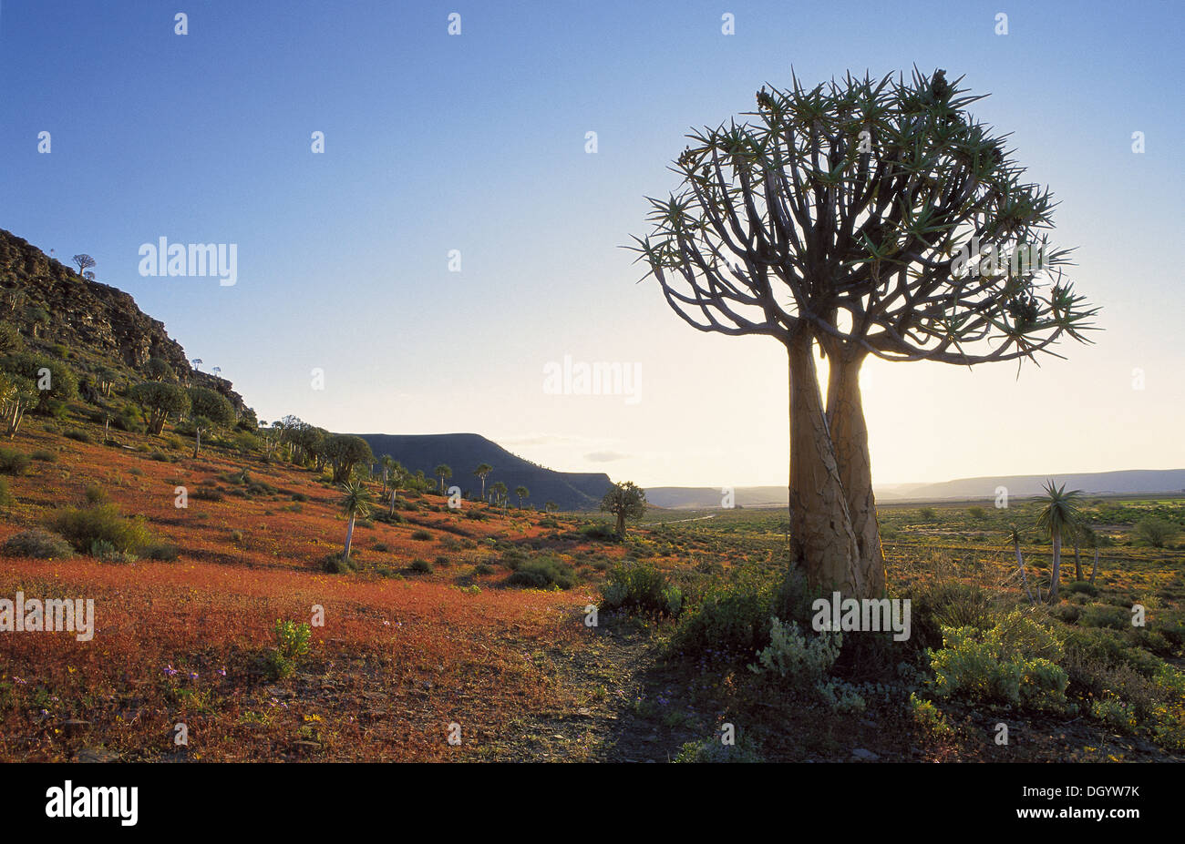South africa cape floral landscapes hi-res stock photography and images ...