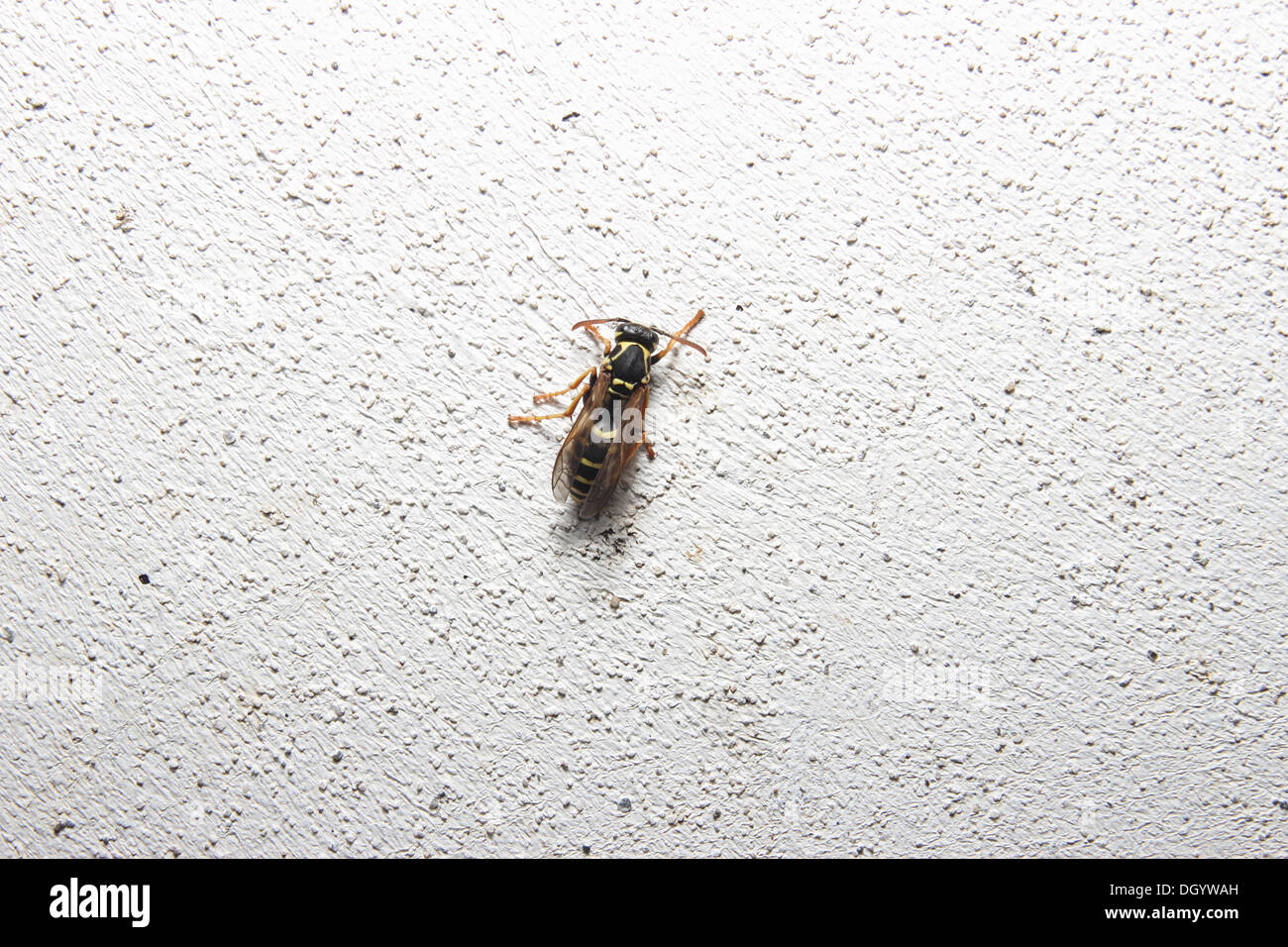 Wasp closeup white wall hi-res stock photography and images - Alamy