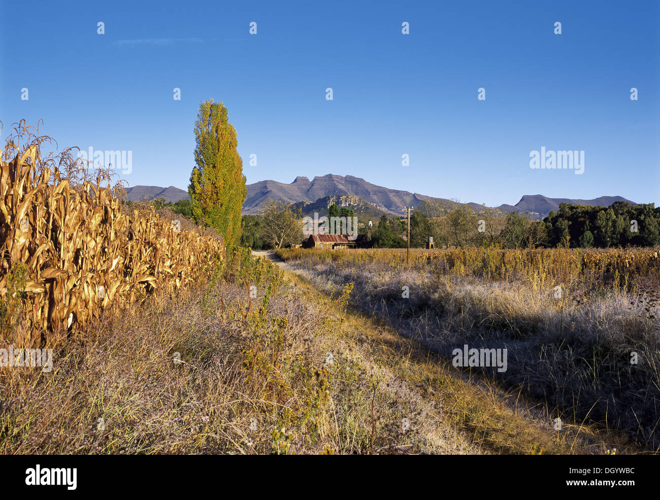 Maize farm in the Free State, South Africa Stock Photo - Alamy