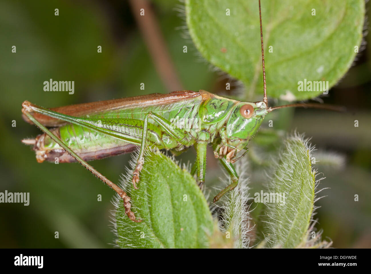 Long winged conehead conocephalus discolor hi-res stock photography and ...