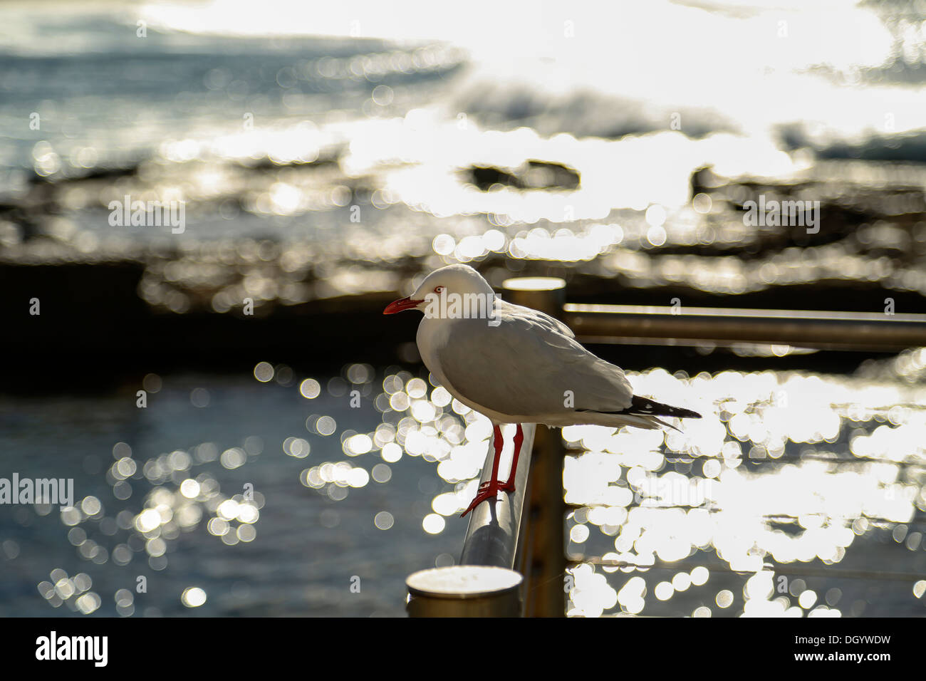 Sea Gull at the beach in bright refracted sunlight with a sparkling sea ...