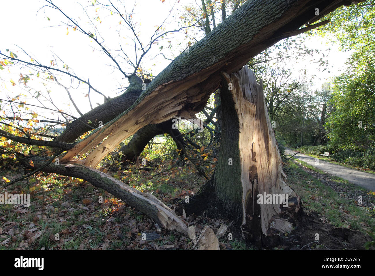 Broken uprooted fallen trees from storm damage gales and high winds in ...