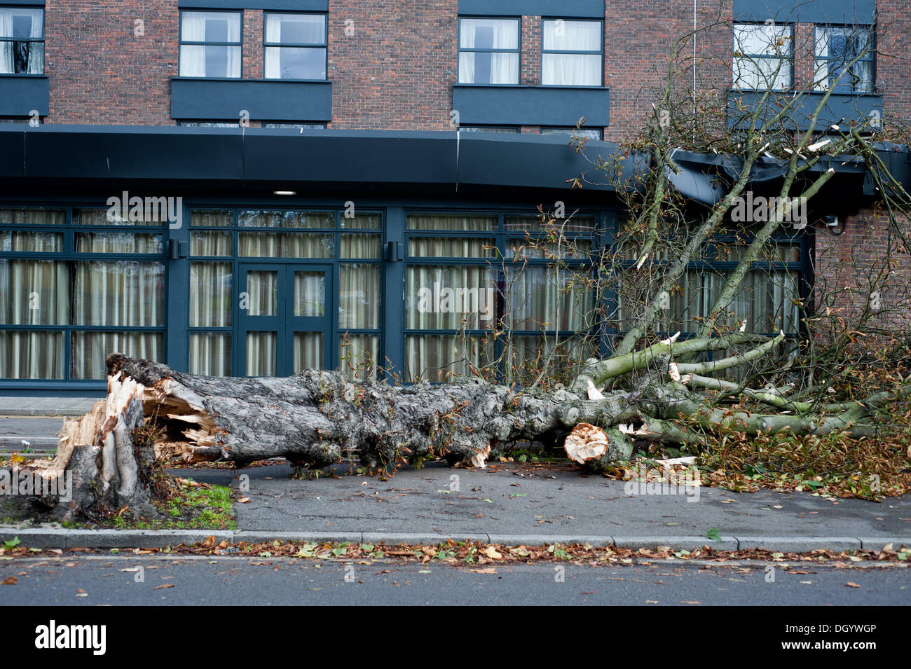 London, UK - 28 October 2013: a fallen tree hit the roof of the Double ...