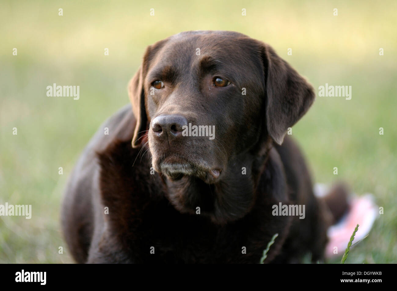 Observing animals grass hi-res stock photography and images - Alamy