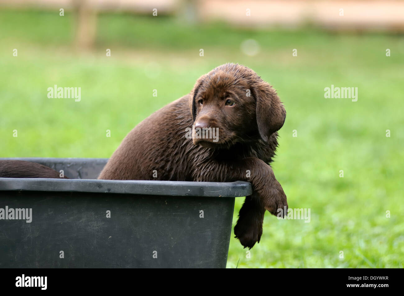Wet brown Labrador Retriever, puppy sitting in a plastic tub Stock ...