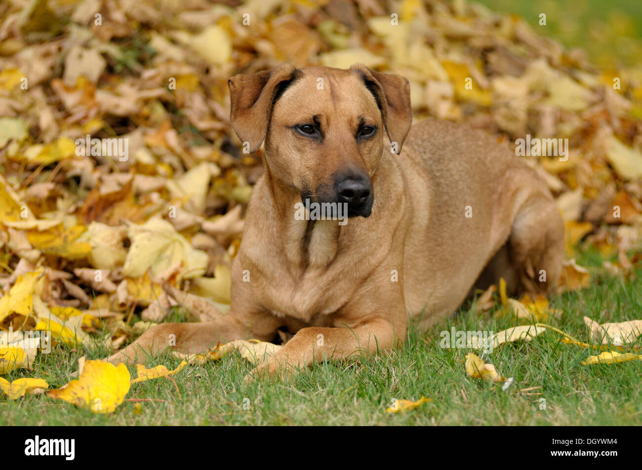 Rhodesian front hi-res stock photography and images - Alamy