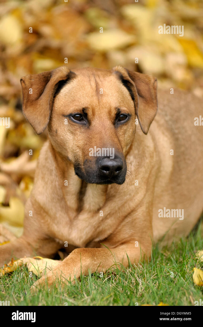Rhodesian front hi-res stock photography and images - Alamy