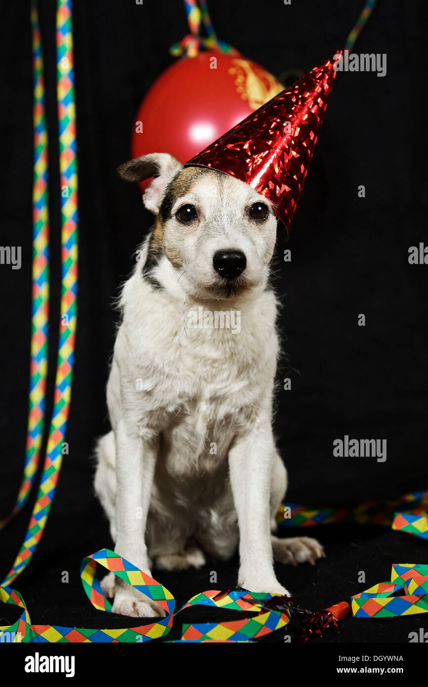 Dogs wearing party hat hi-res stock photography and images - Alamy