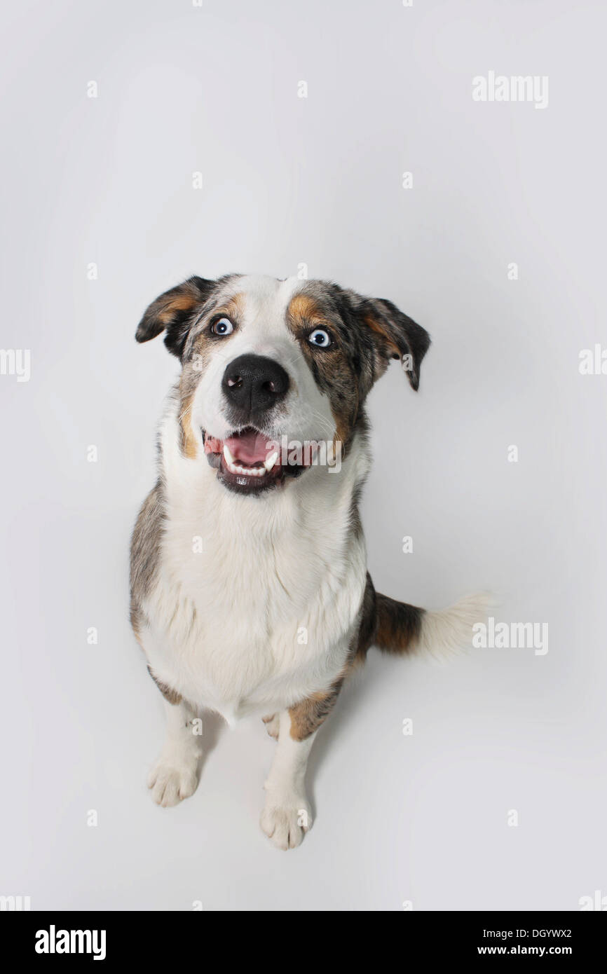 Sitting mixed-breed dog from above Stock Photo - Alamy