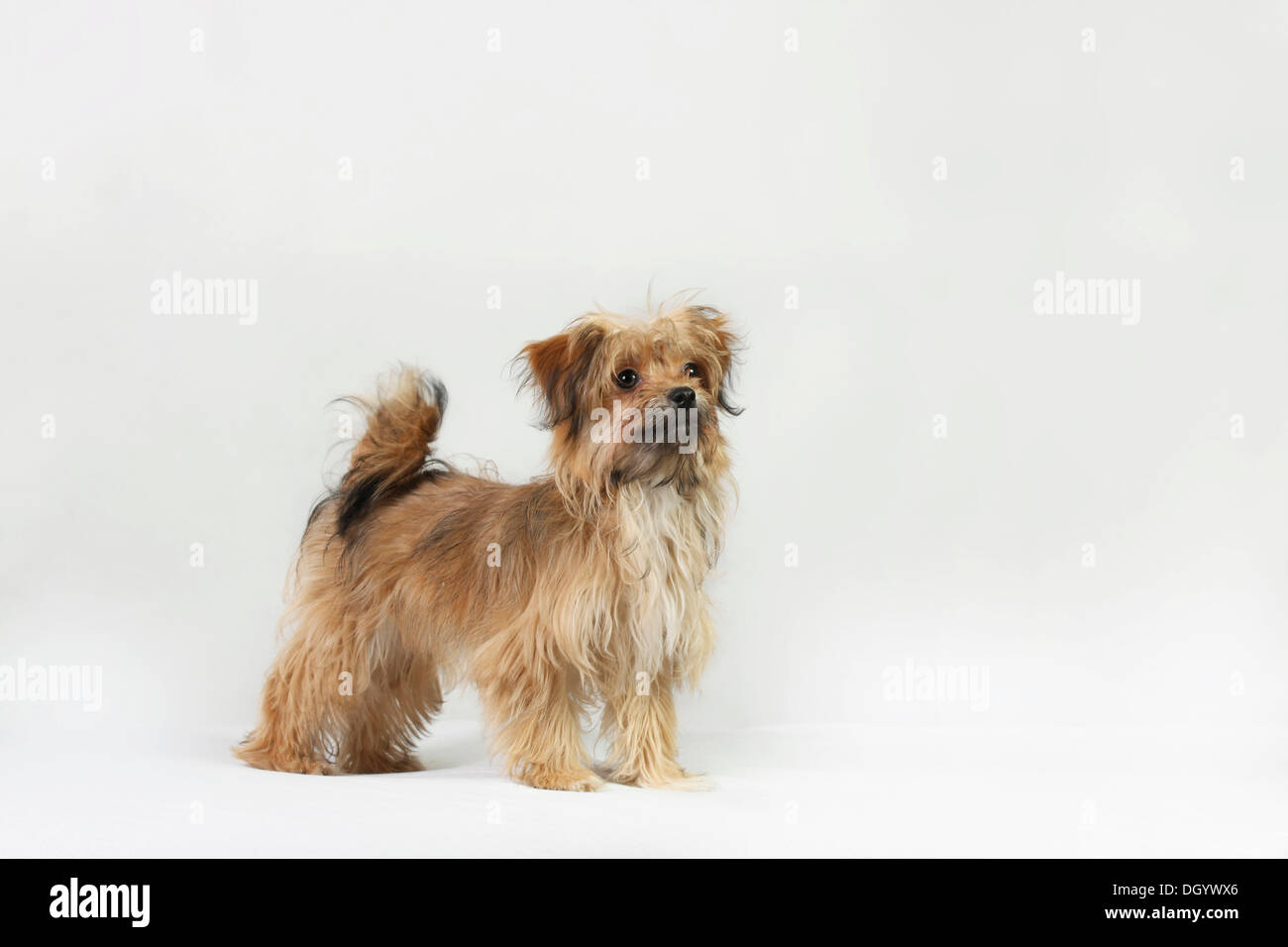 Standing Havanese puppy Stock Photo - Alamy