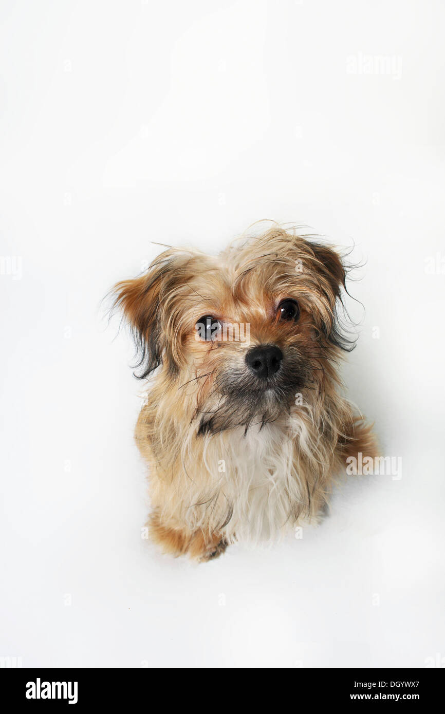 Havanese puppy, portrait Stock Photo - Alamy