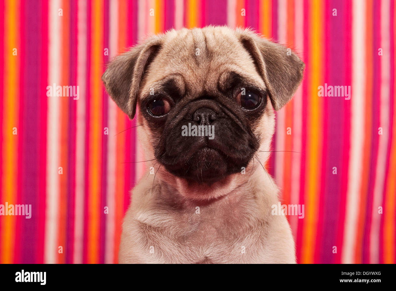 Pug puppy, portrait Stock Photo - Alamy