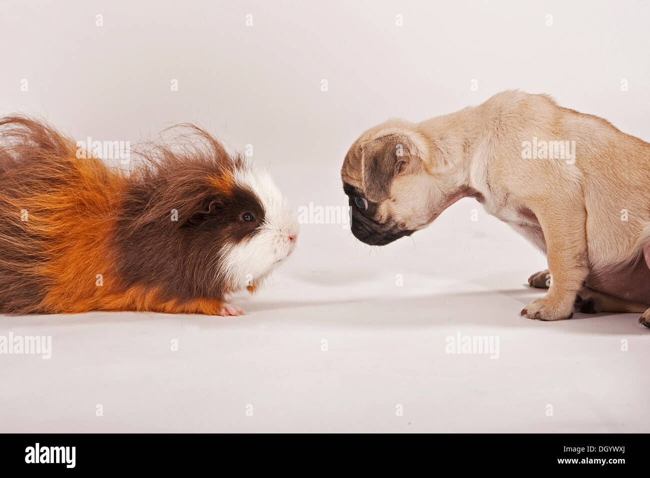 Guinea pig side hi-res stock photography and images - Alamy