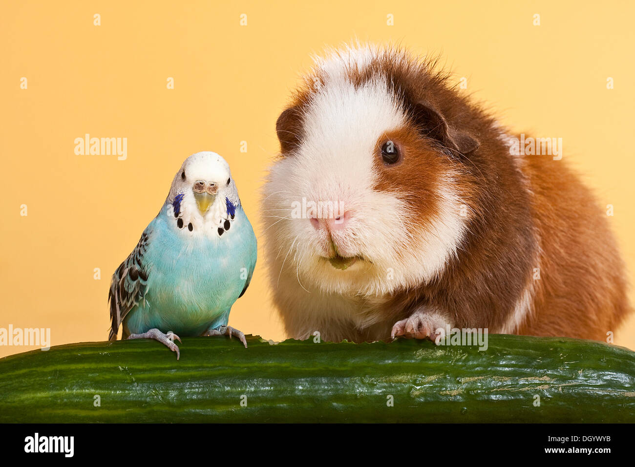 Guinea pig and budgerigar with cucumber, animal friendship Stock Photo ...