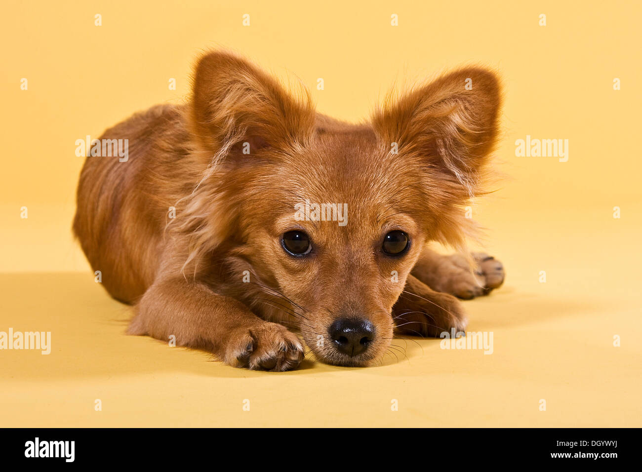 Lie half breed dog hi-res stock photography and images - Alamy