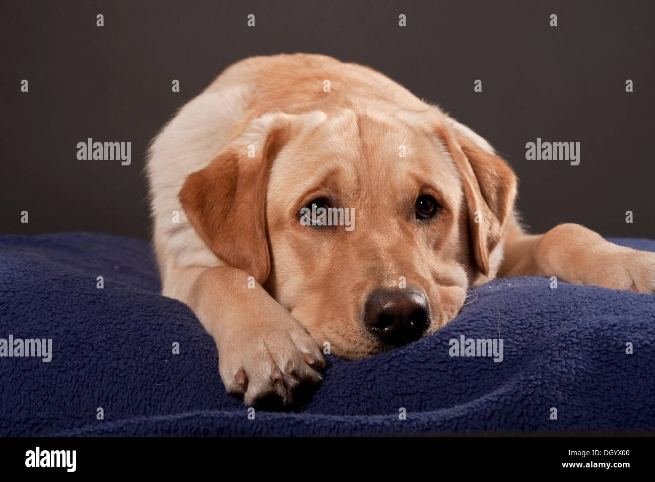 Tired sleepy dog hi-res stock photography and images - Alamy