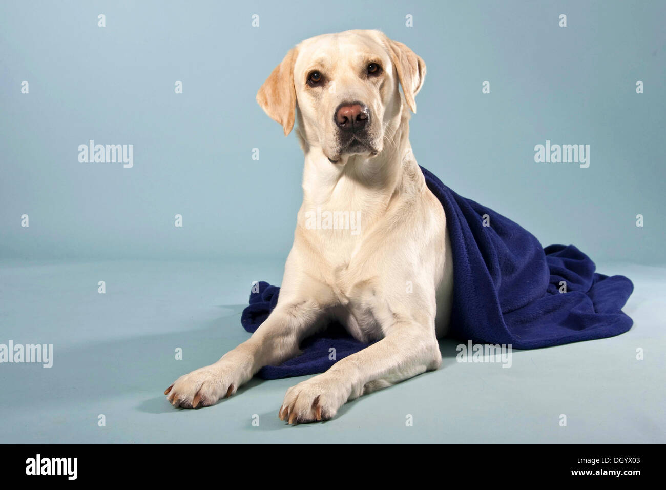 Half breeds hi-res stock photography and images - Alamy