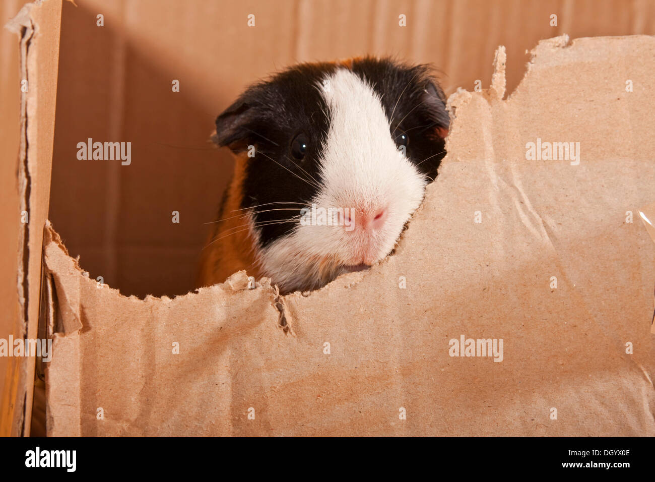 Guinea pig eating inside hi-res stock photography and images - Alamy