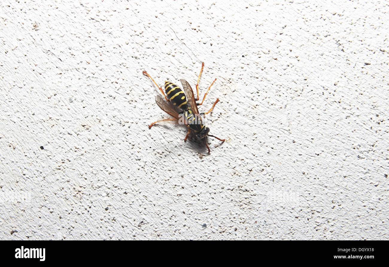 Wasp on a wall hi-res stock photography and images - Alamy