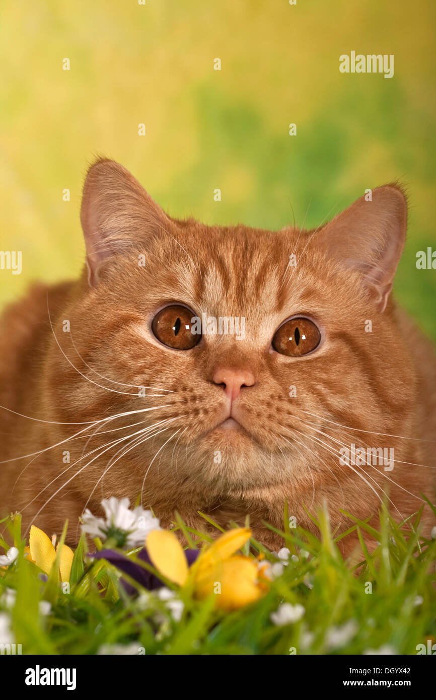 Tom cats hi-res stock photography and images - Alamy