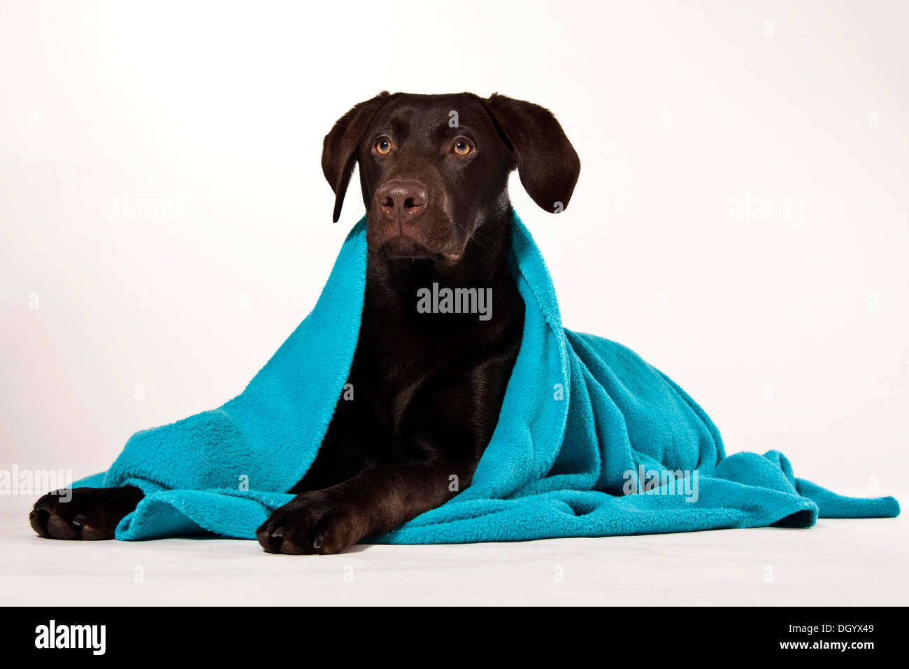 Dog wrapped up in a blanket hi-res stock photography and images - Alamy