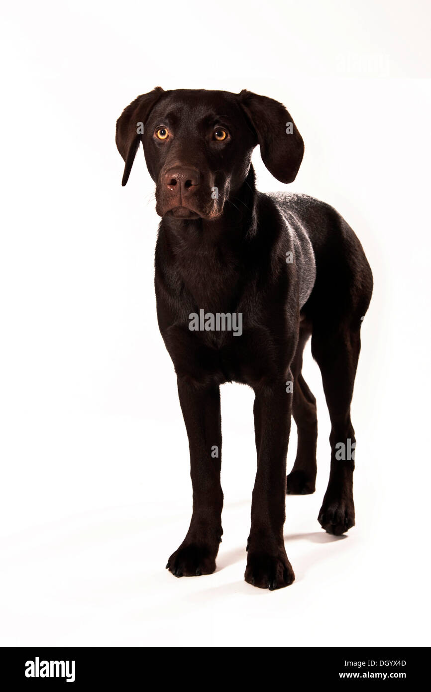 Young brown labrador hi-res stock photography and images - Alamy