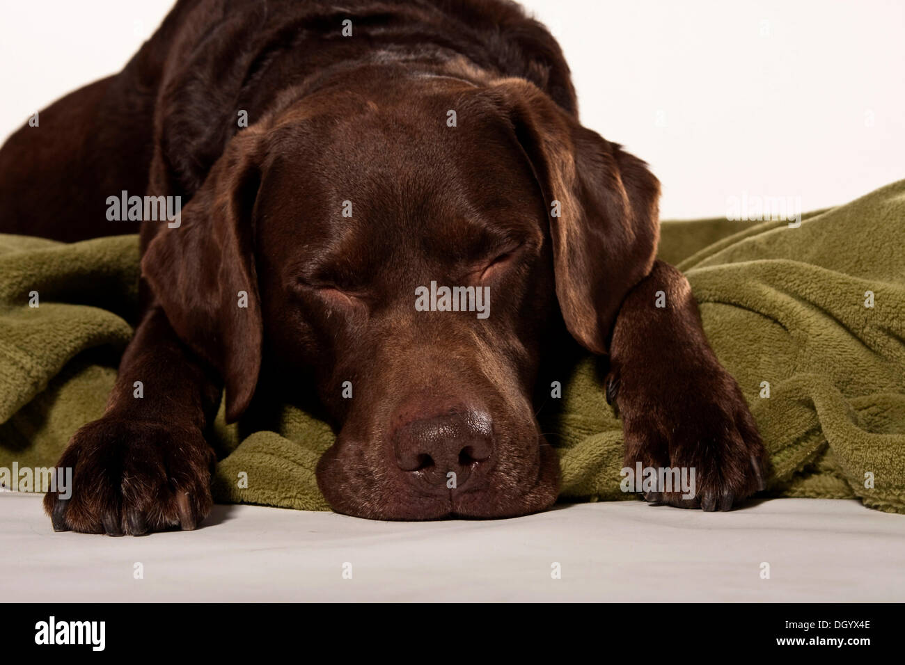 Labrador napping hi-res stock photography and images - Alamy